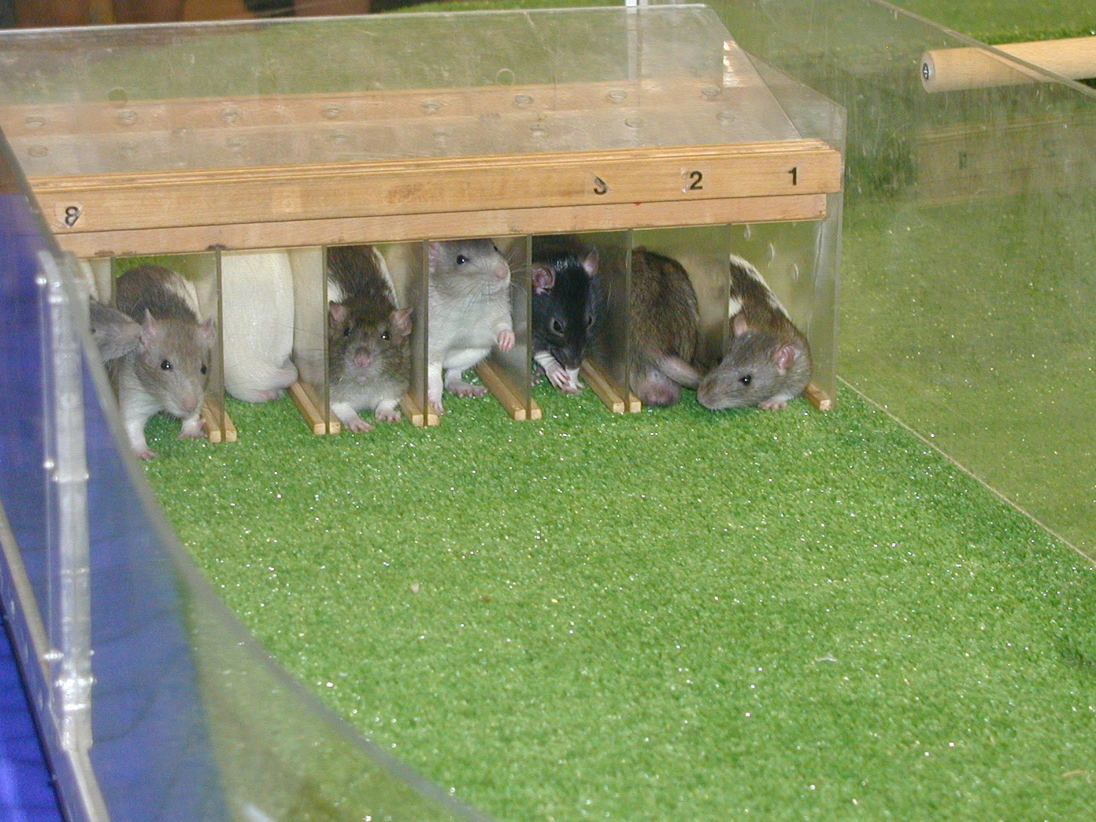 Spalding's 40th annual 'Rat Race' set for April 12 - The Record Newspaper